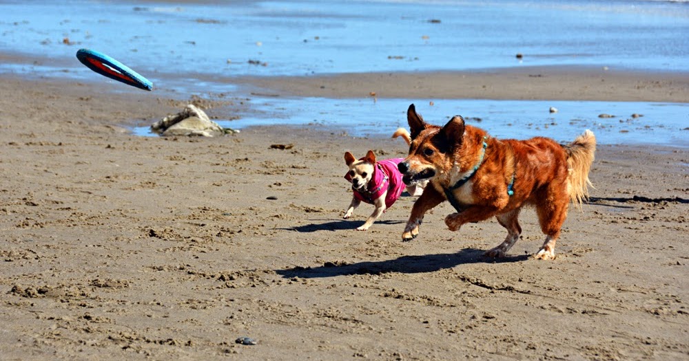 The Dog Geek: Product Review: Chuckit! Zipflight Flying Disc