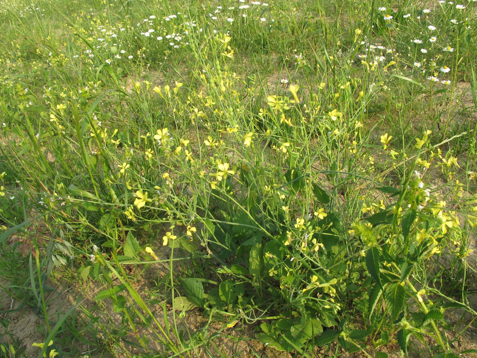 FLORA NEL SALENTO e.. anche altrove: Raphanus raphanistrum L. subsp ...