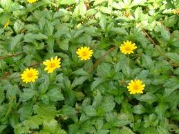 Wedelia biflora | Pustaka Flora | Database Tanaman Landscape