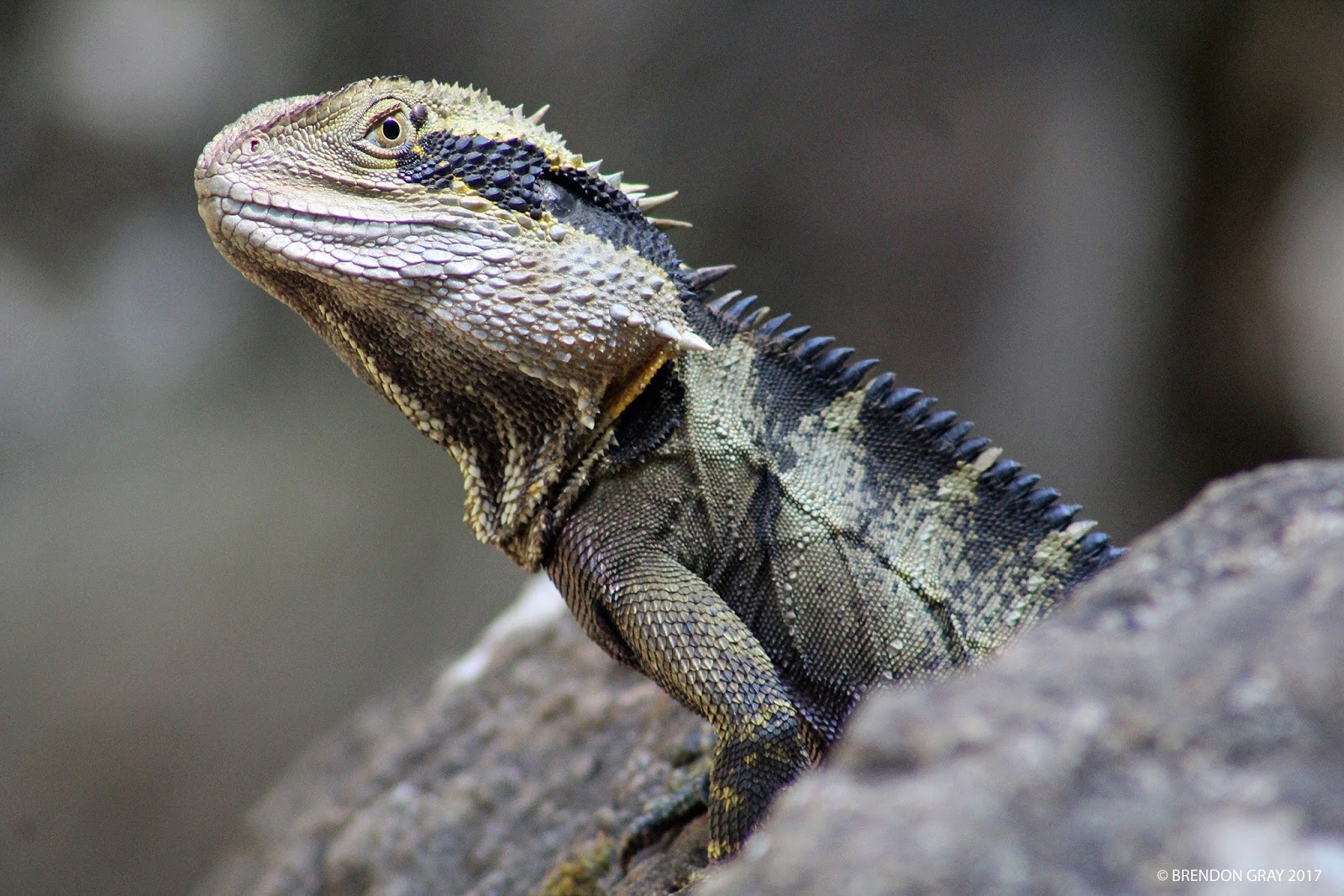Water Dragons of Queen Mary Falls, Killarney