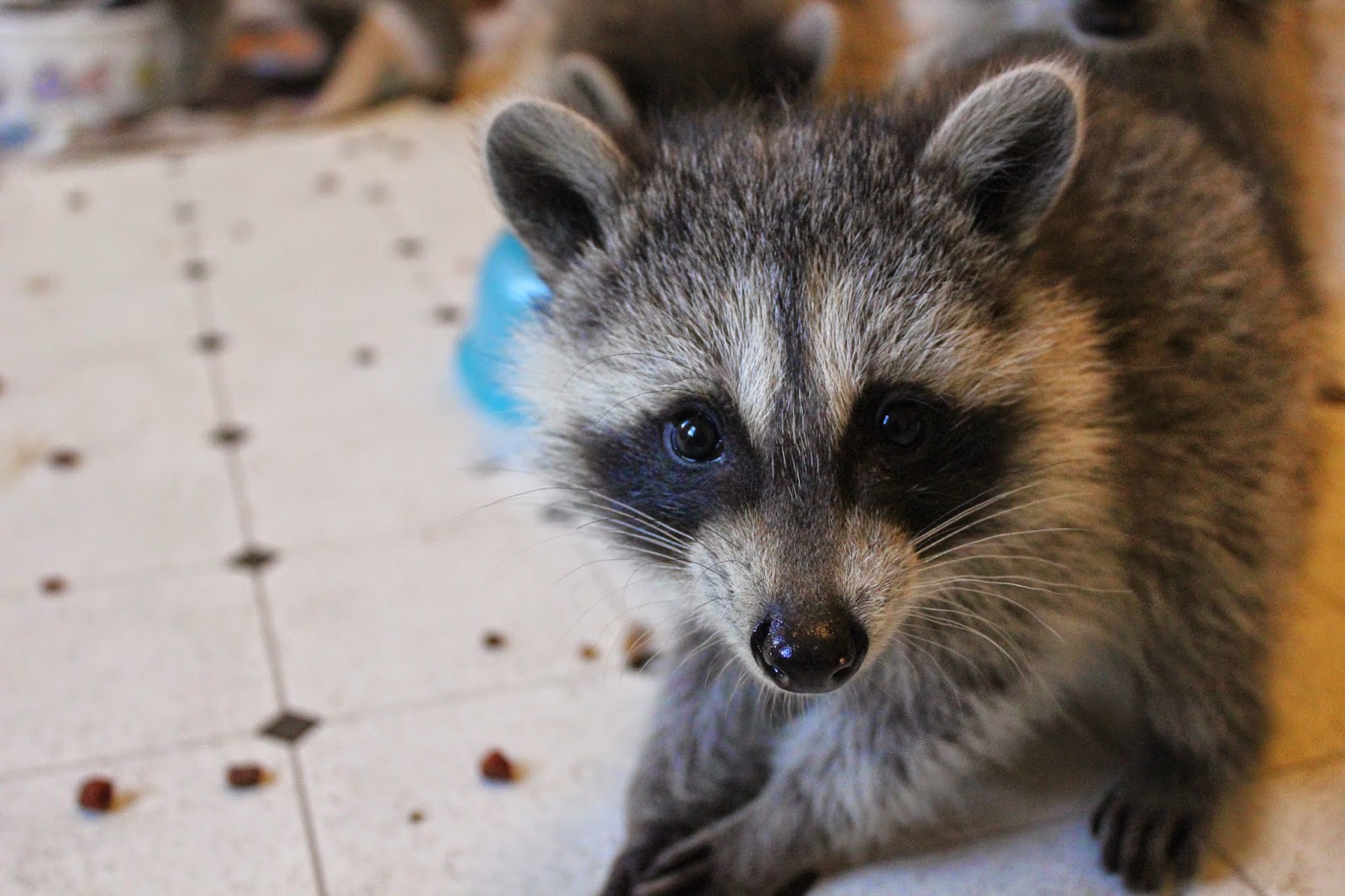 The Laughing Raccoon: June 2014