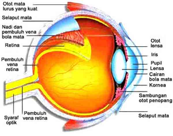Alat Indra Manusia plus Pembahasan Lengkap ~ Juragan Les
