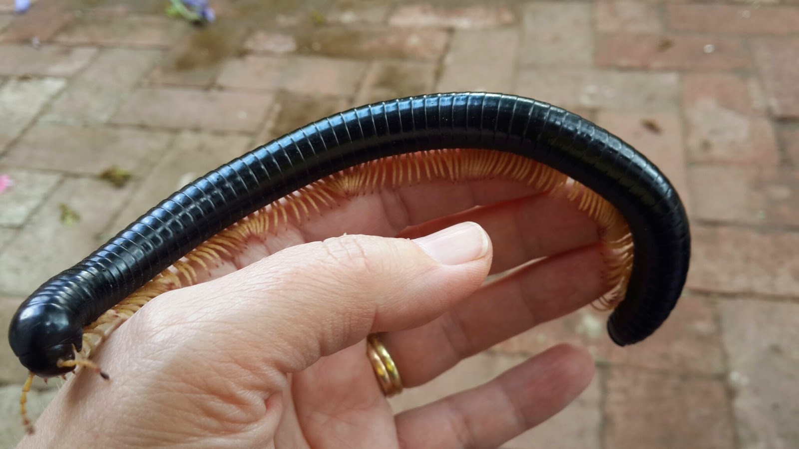 Why You Should Grow Strawberries in Pots