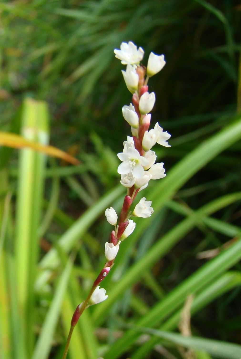 Leaves of Plants: Polygonum hydropiperoides