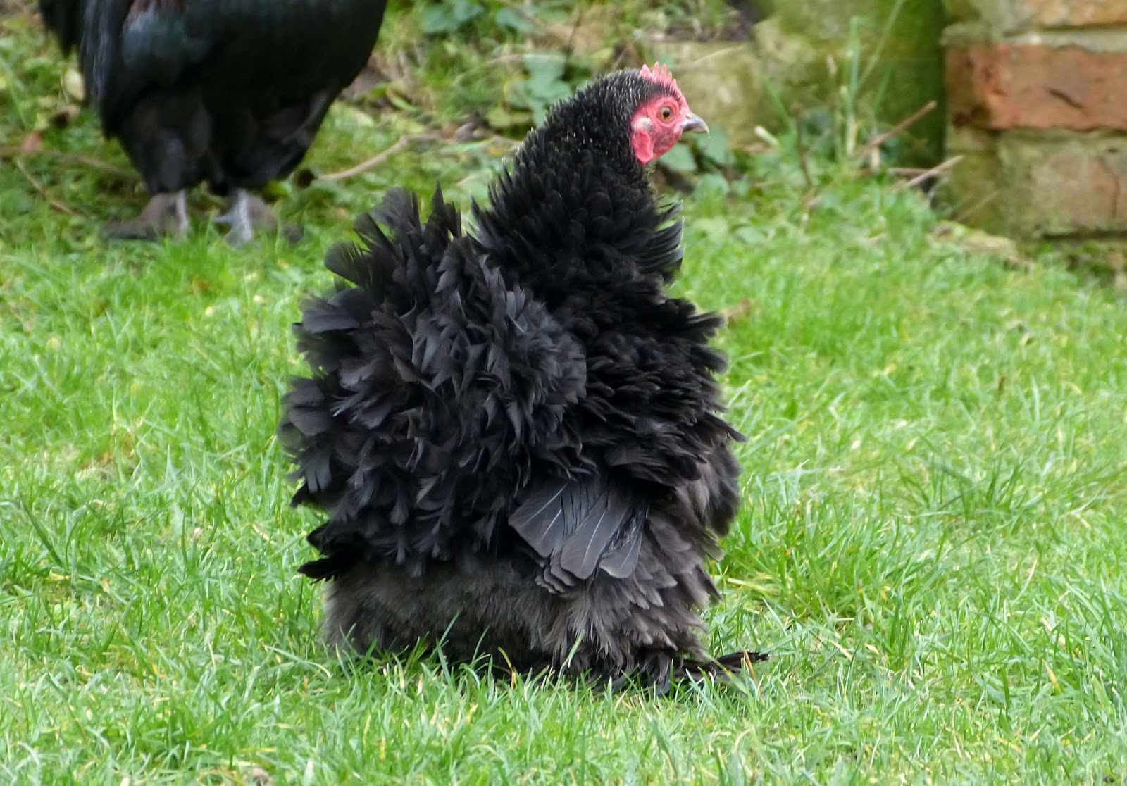 Black Frizzle Chicken : Frizzle Chicken Breed Profile - The Gorgeous ...