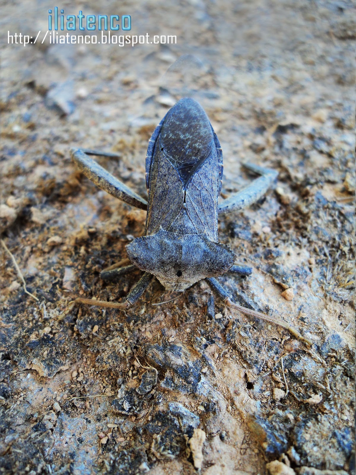 Iliatenco: jumil ... una exquisitez