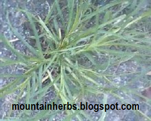 Philippine Herbal Medicine: BILABILA (Quitch Grass) Grama,( Triticum ...