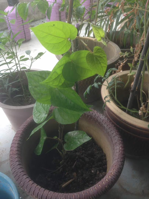 Jom Tanam Sayur ( JTS ) : Pokok SirehJom Tanam Sayur (JTS)- Tanam ...