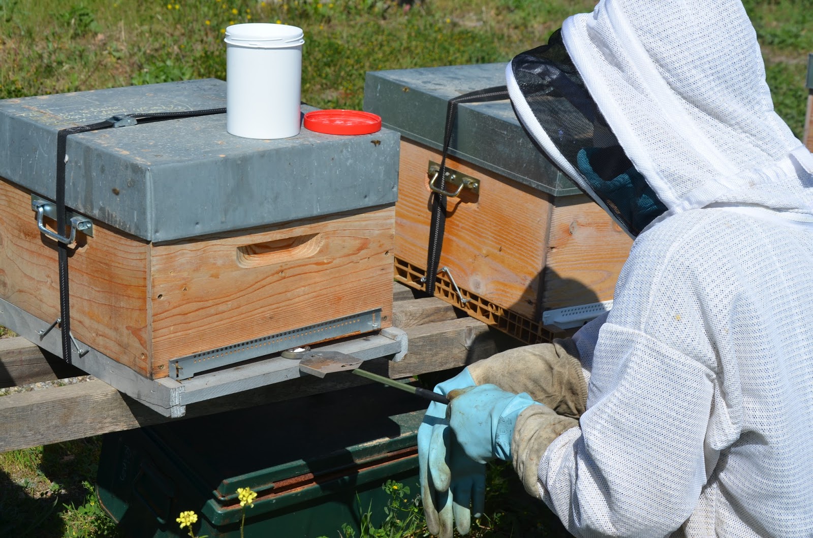 L'Association MAIA : Traitement anti-varroa