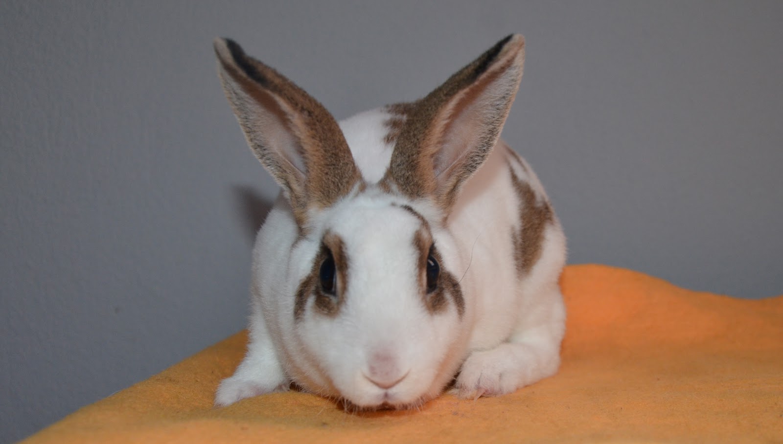 Rabbit Territory: Mini Rex (Broken)