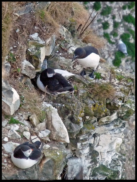 Wild and Wonderful: Beautiful Birds: Puffins at RSPB Bempton Cliffs