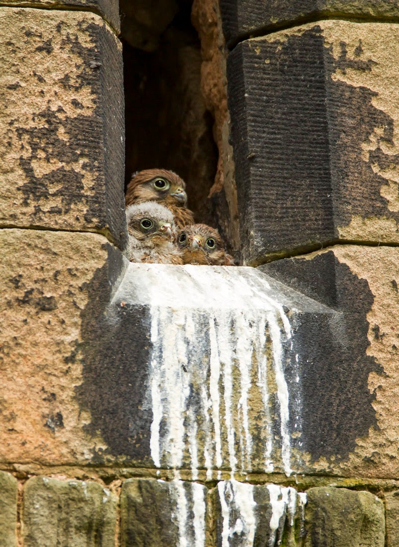 Alan Heeley Wildlife Photography: Kestrel II