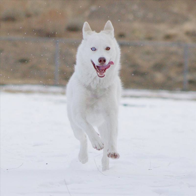 Siberian husky "Freya" - My Interests