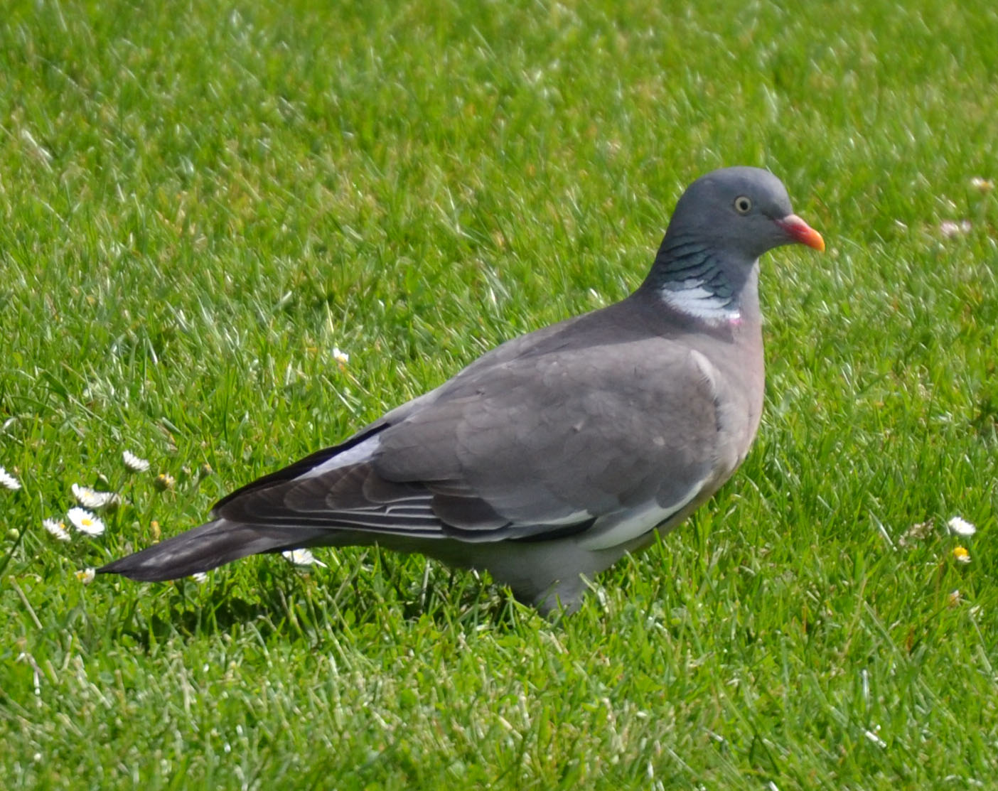 Woods Walks and Wildlife: Scandinavian sights, Part 1: Copenhagen birds