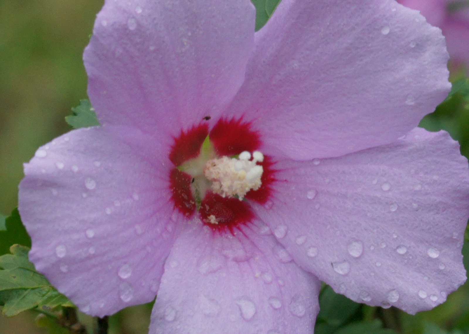 Snapper II: October Flower.