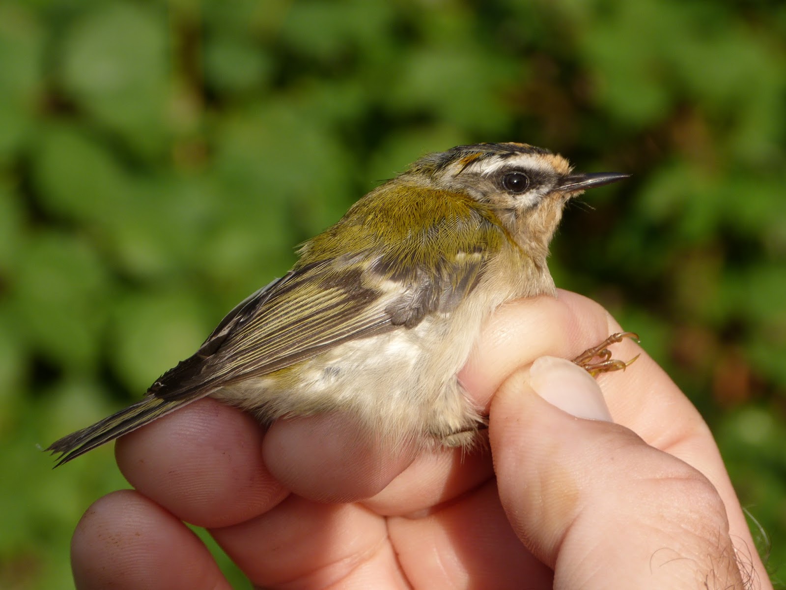 Gedser Fuglestation: 25th September