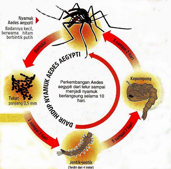 Musim Hujan Datang; WASPADA DBD (Demam Berdarah Dengue) - Pena Opini