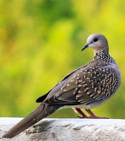 Eastern spotted dove | Birds of India | Bird World