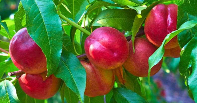 How to Grow Organic Nectarines - Kilimo Hai