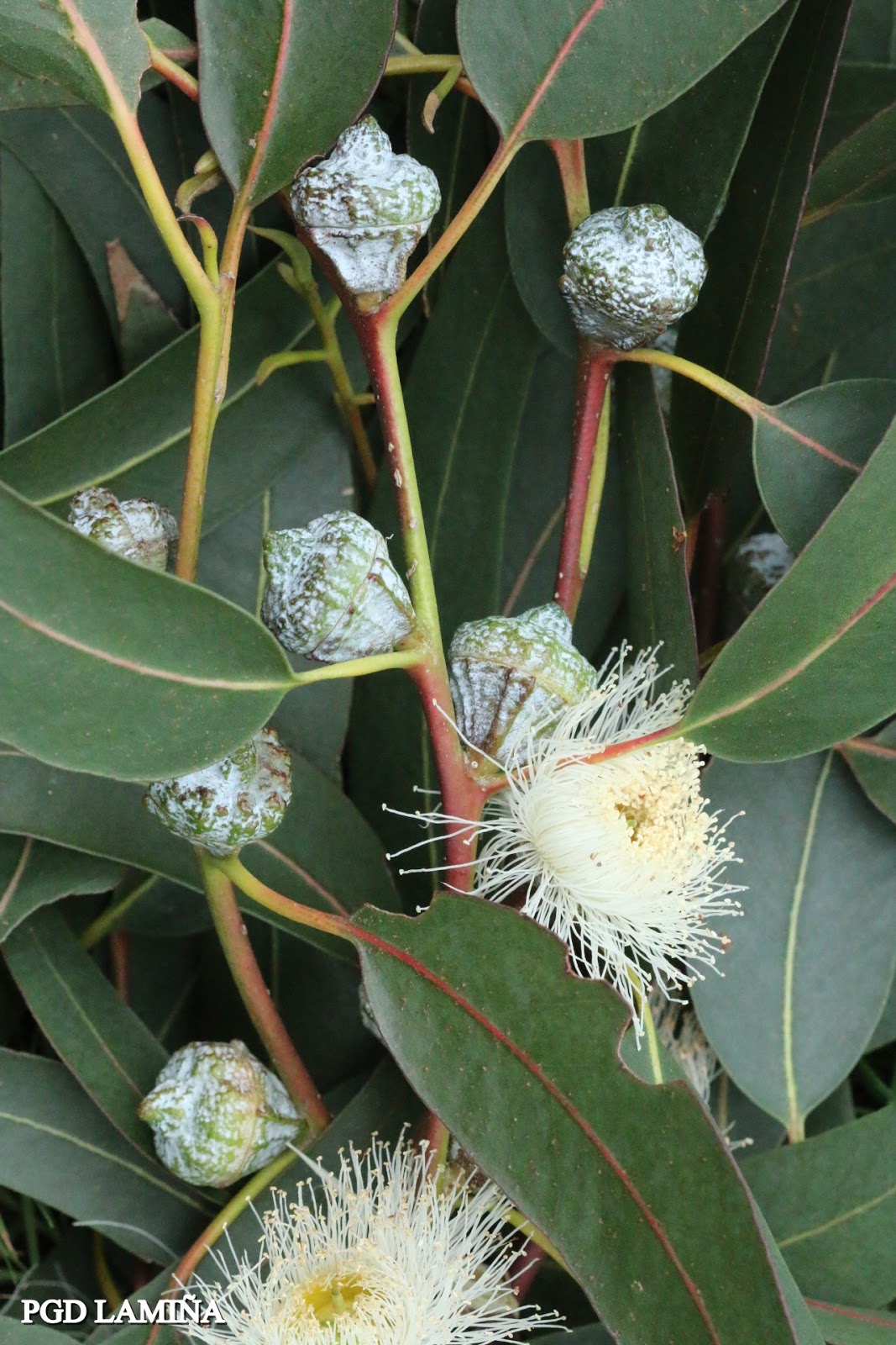 EUCALYPTUS GLOBULUS. eucalipto blanco.