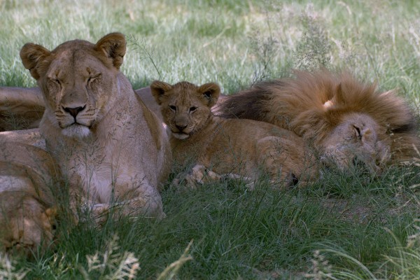 Beautiful World : Parental Care in the Animal Kingdom (20 photos)