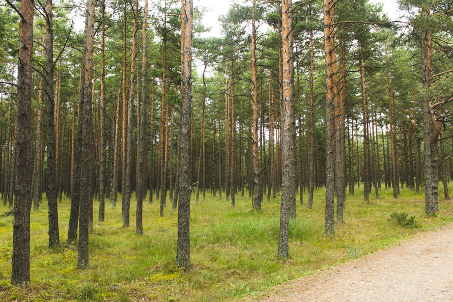 7 Reasons Why You Should Visit Lithuania | SUNNYDEI