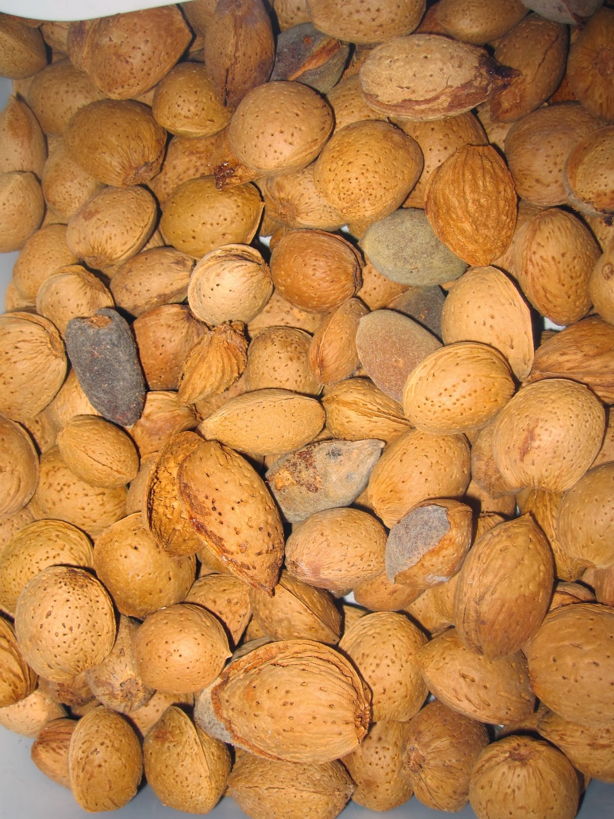 AVUI QUÈ CUINAREM ???: MASSAPÀ PER FARCIR