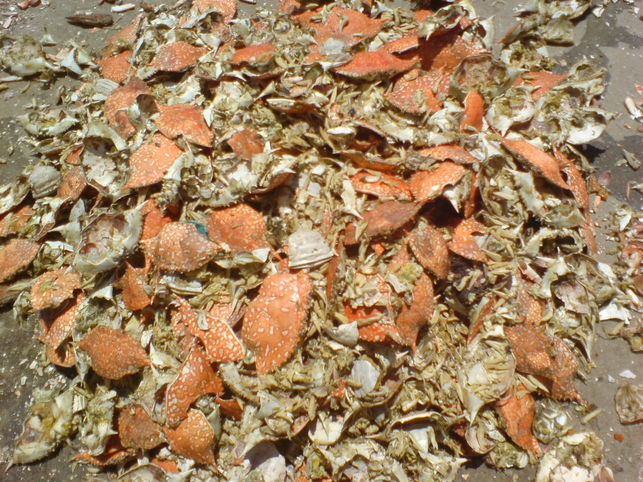 Dhaka ChemieTechs: Dried Crab Shell