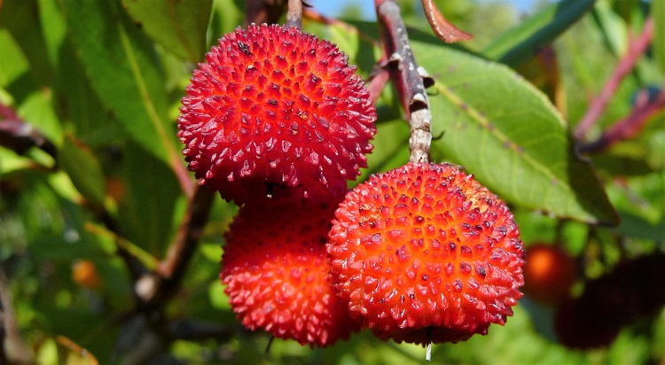 HOW TO GROW THE STRAWBERRY TREE FROM SEED |The Garden of Eaden