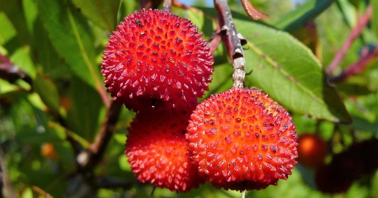 HOW TO GROW THE STRAWBERRY TREE FROM SEED |The Garden of Eaden