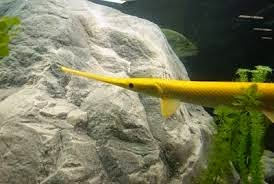 Mahamaya Hiko: jenis-jenis GAR fish (ikan aligator)