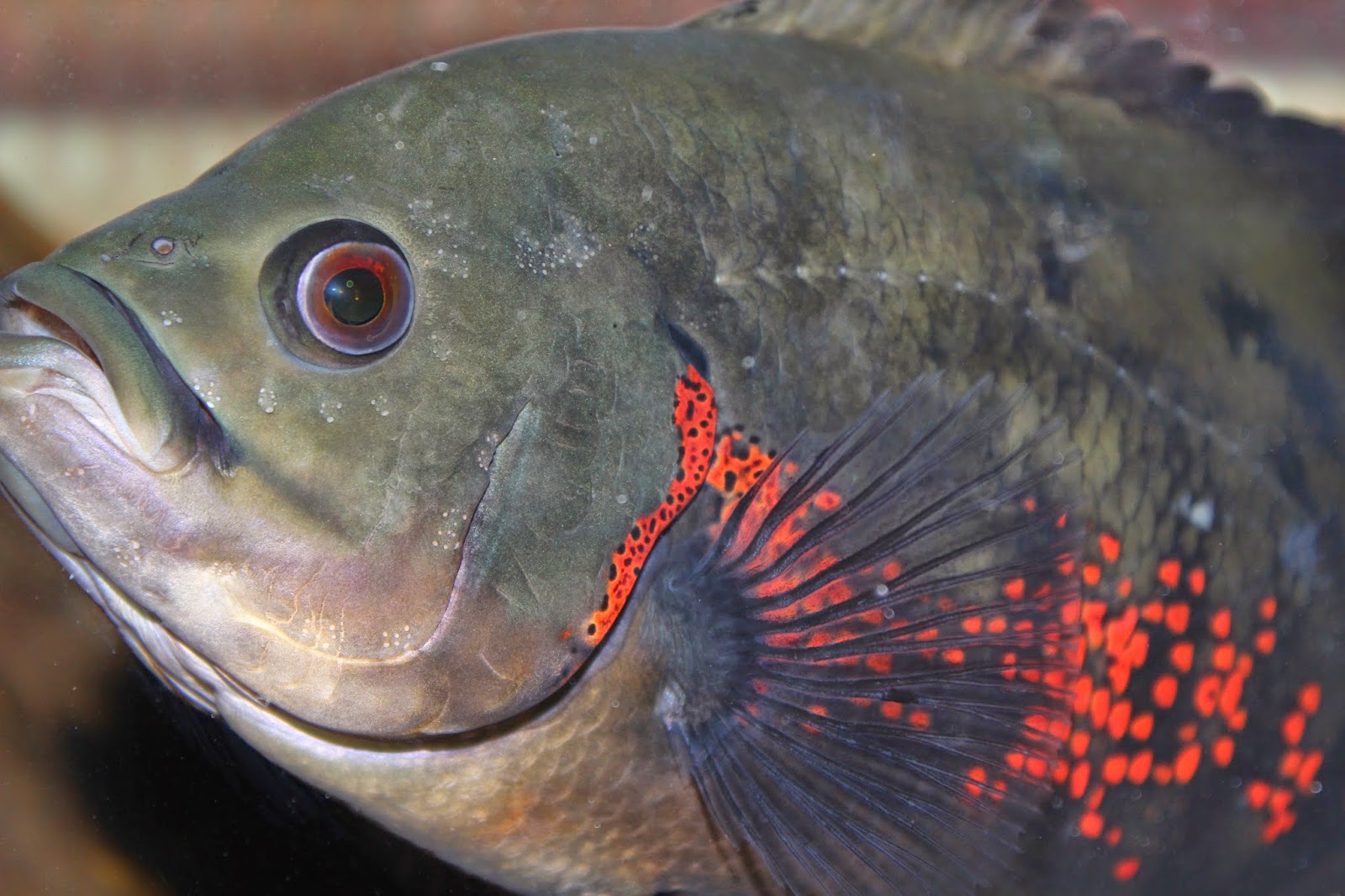 Amazing Fish: Tiger Oscar