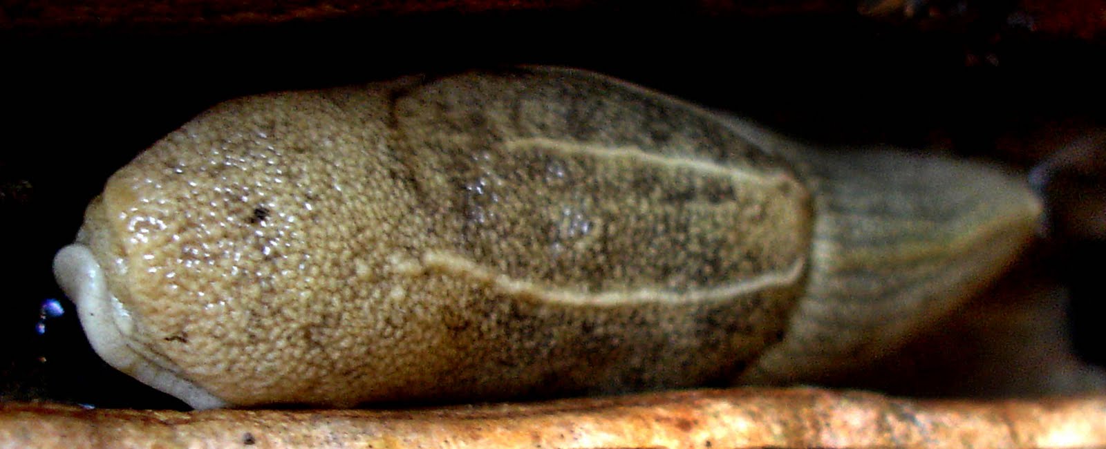 Nature-In general: Slugs