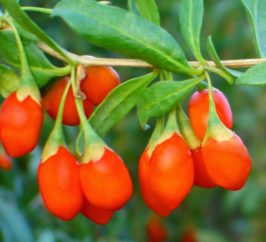 PLANTASMACAR: GOJI