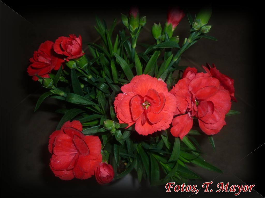 Flores y plantas silvestres: " Dianthus caryophyllus ". Clavel.