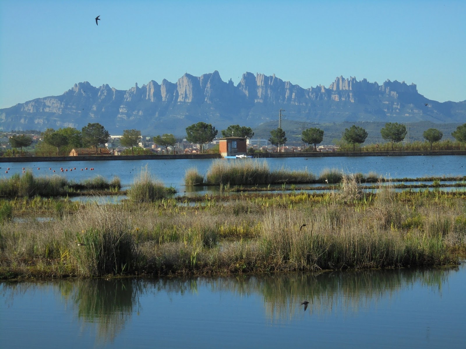 MUNTANYA: Del parc de l'Agulla a Santpedor seguint la sèquia
