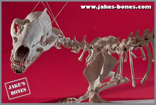 How I rearticulated my badger skeleton, part one : Jake's Bones