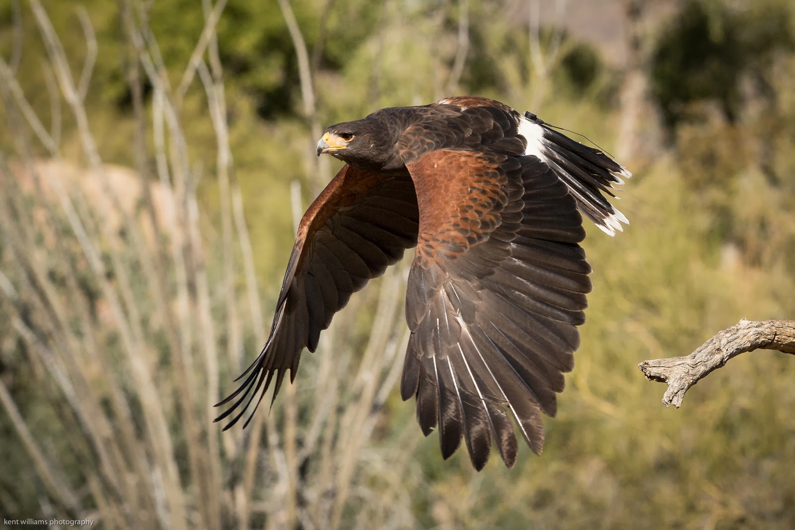 Life in the Right Lane: Arizona Sonora Desert Museum