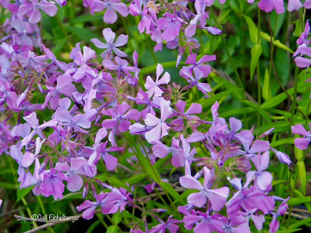clay and limestone: Wildflower Wednesday: Phlox pilosa is still a star