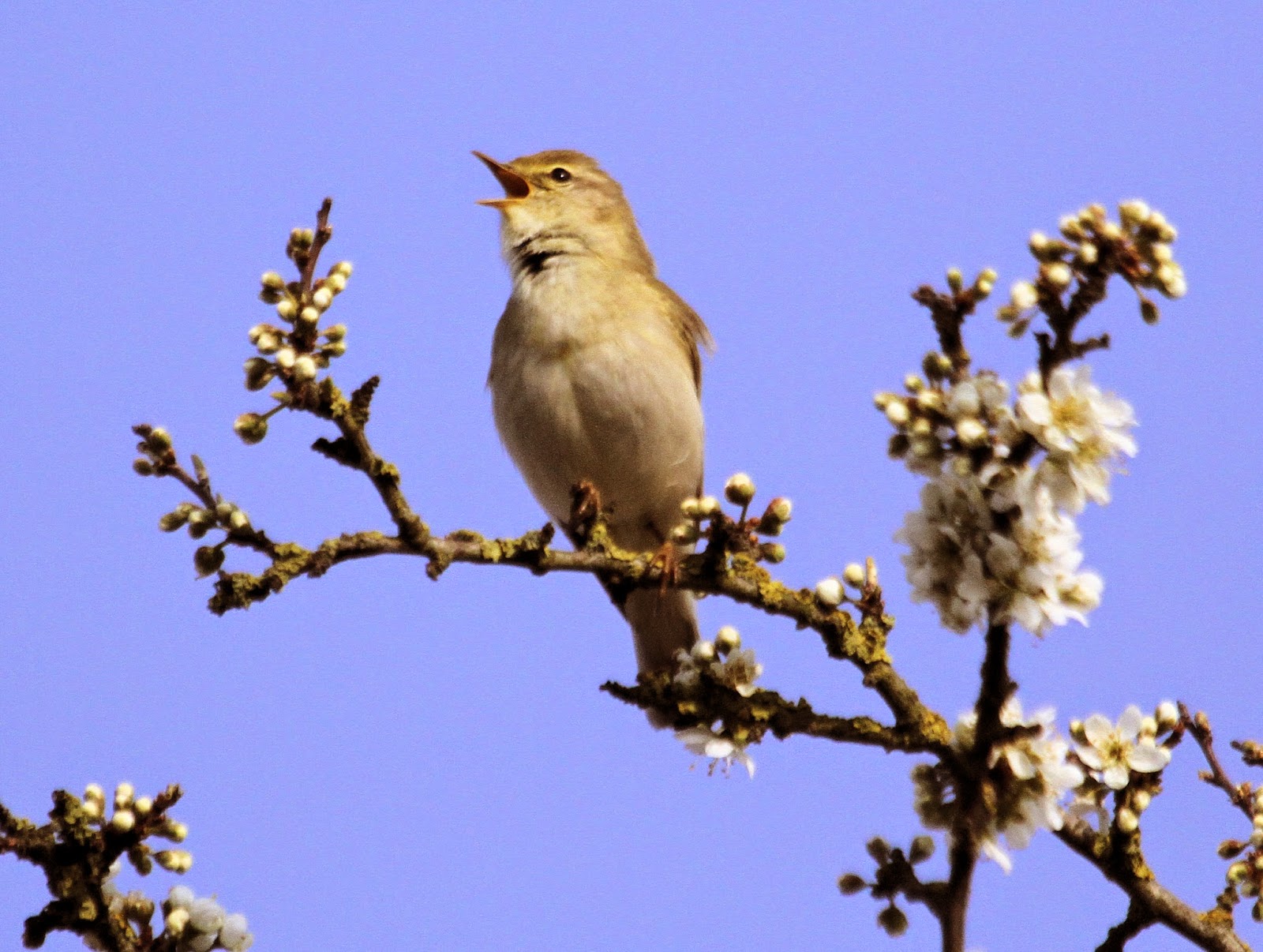 Birding with Flowers: Next Term, 7: Willow Warbler