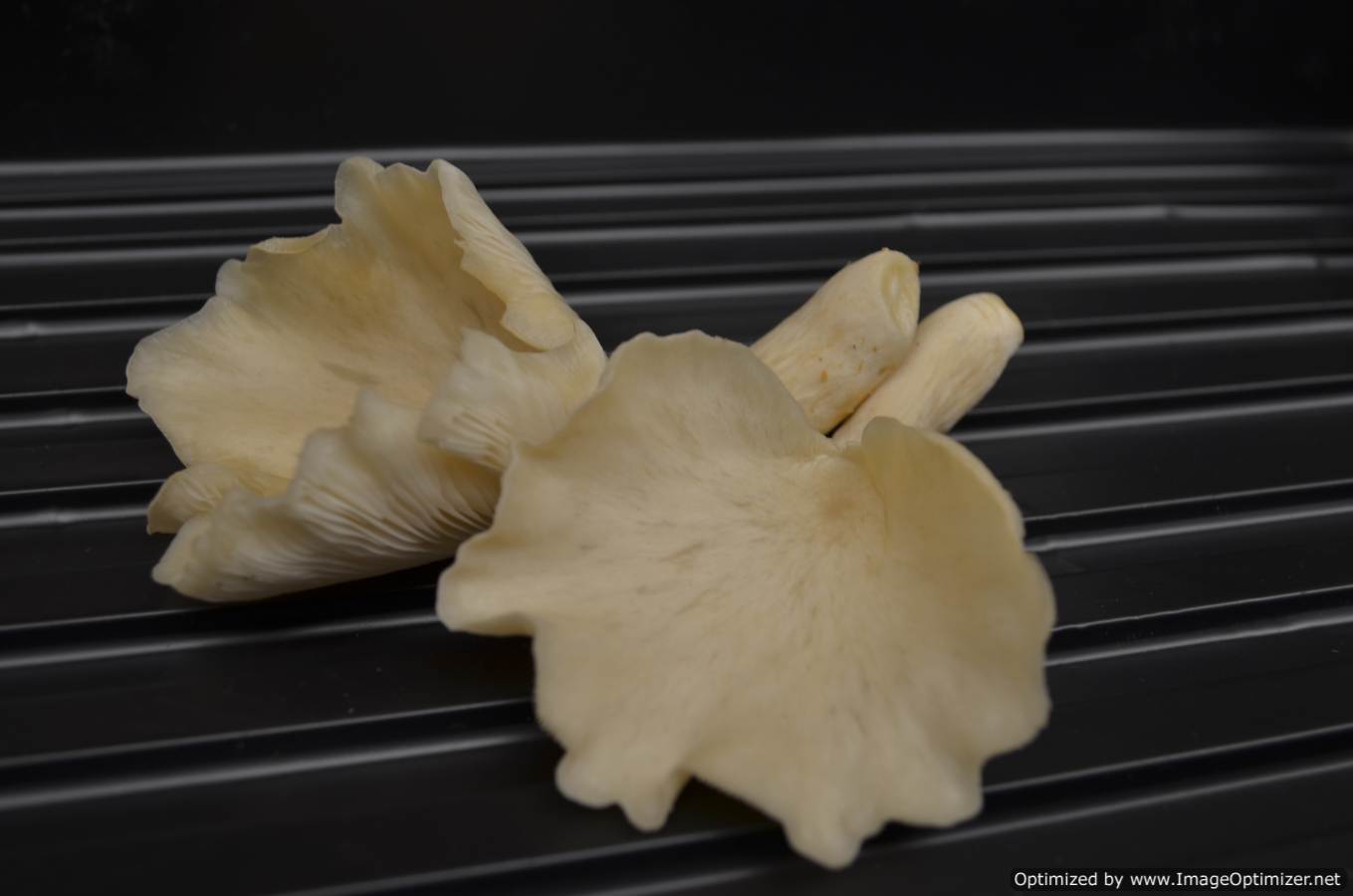 Practical Biology: science for everyone: How to Grow Mushrooms in the ...