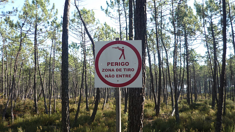 Palmilheiro: Trilho da Floresta de Ovar