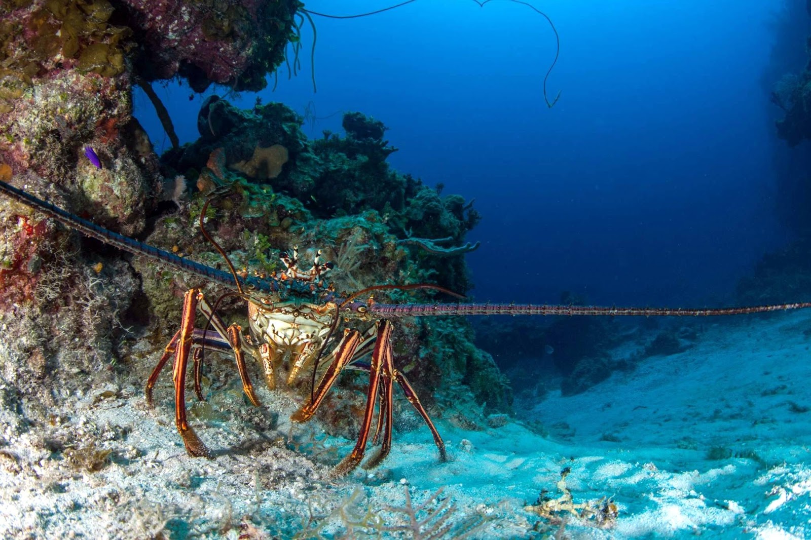 Taxonomía Arthropoda: Clase Malacostraca Orden Decapoda