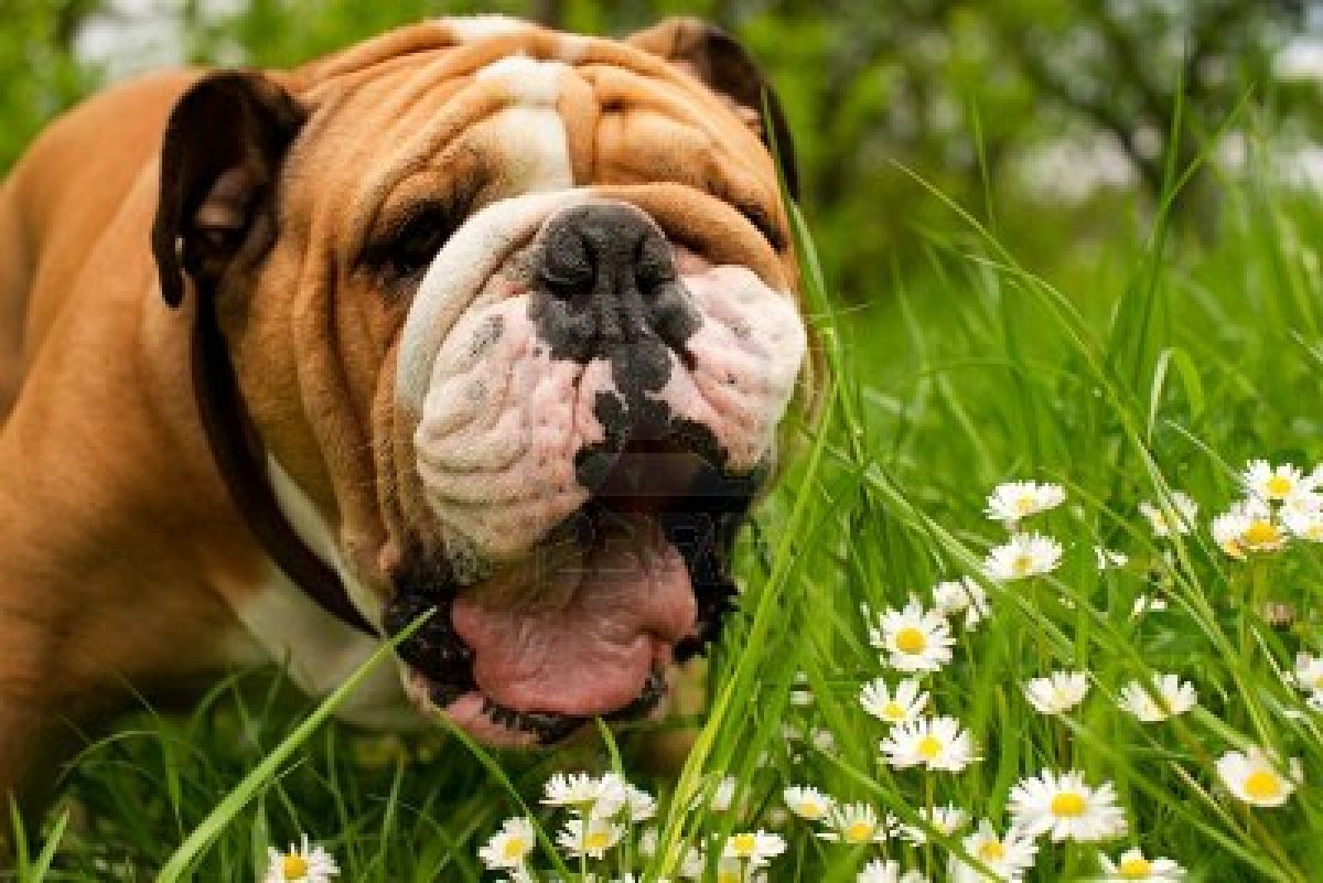 English Bull Dogs - Dogs Breeds Guide