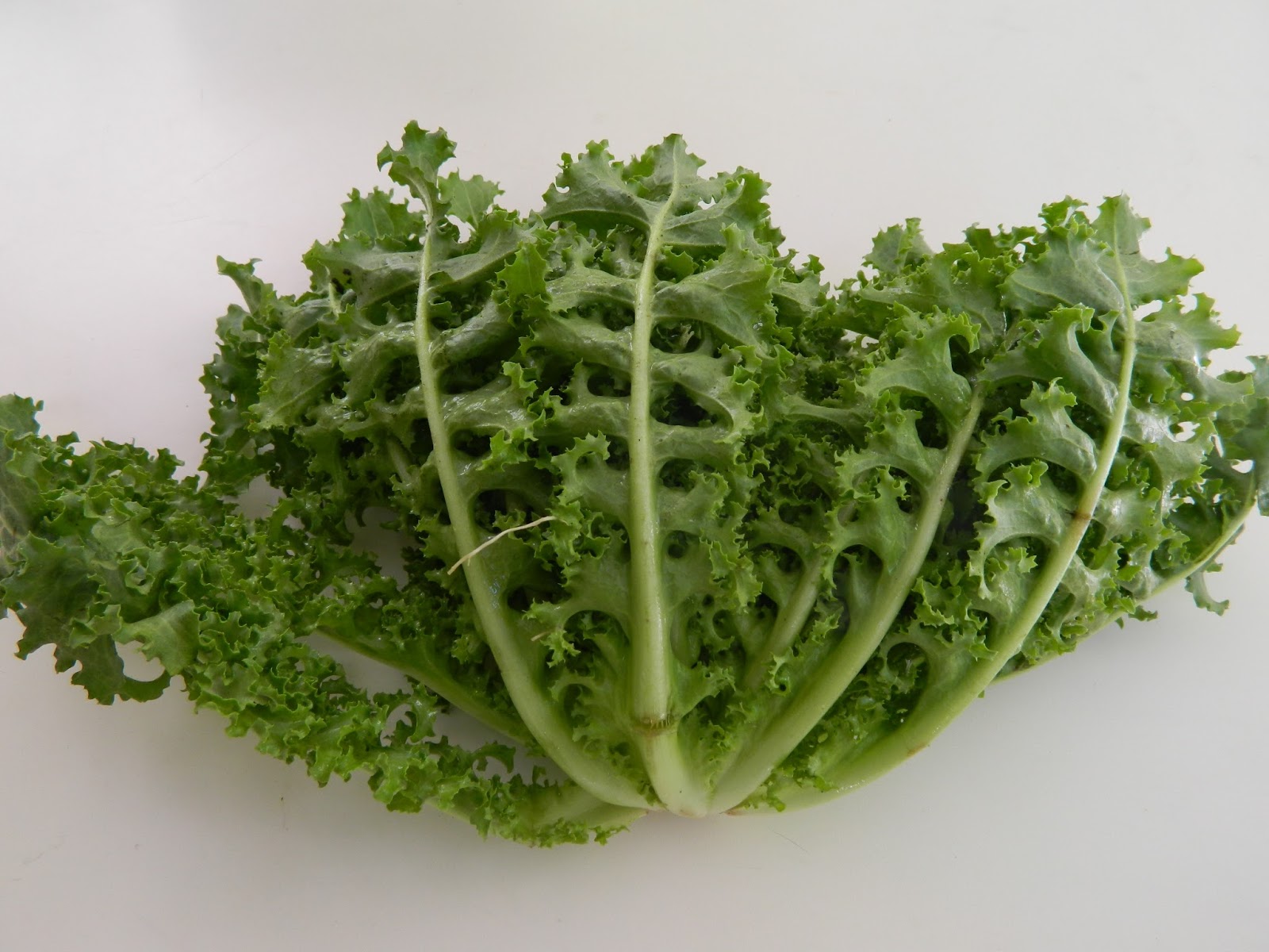 Cultivo Zen: Cultivo da Chicória Escarola