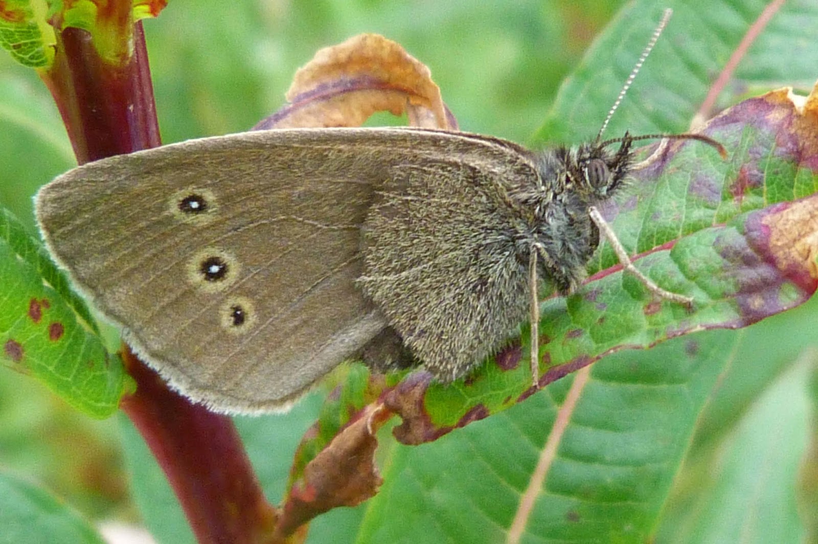 Insects of Scotland: Butterflies