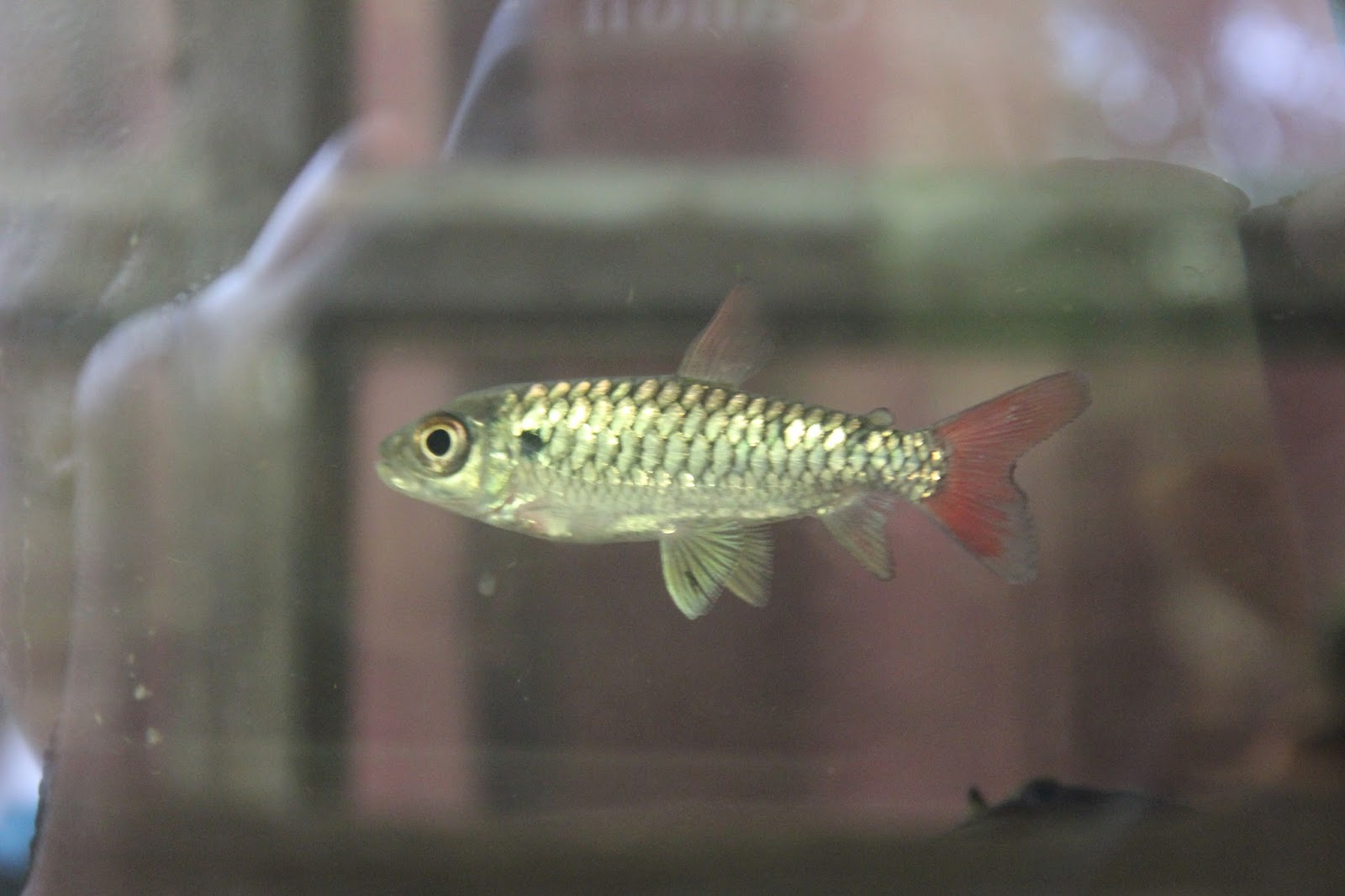 Mengenal Ikan Pink Tail Characin