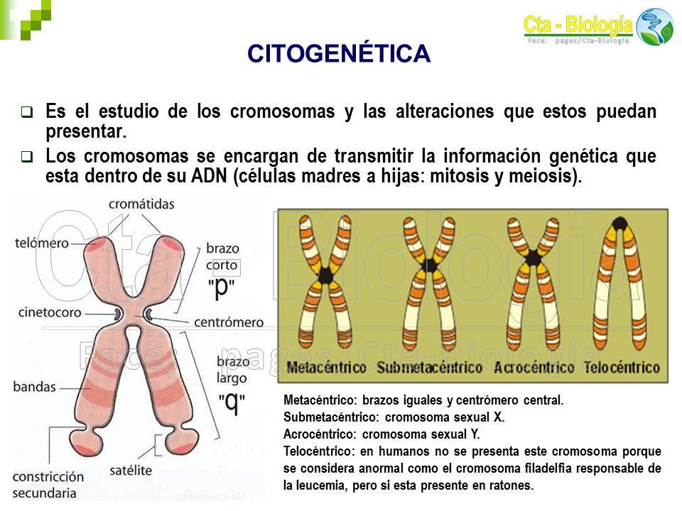Biología didáctica: Ingeniería BIO 10 - Citogenética