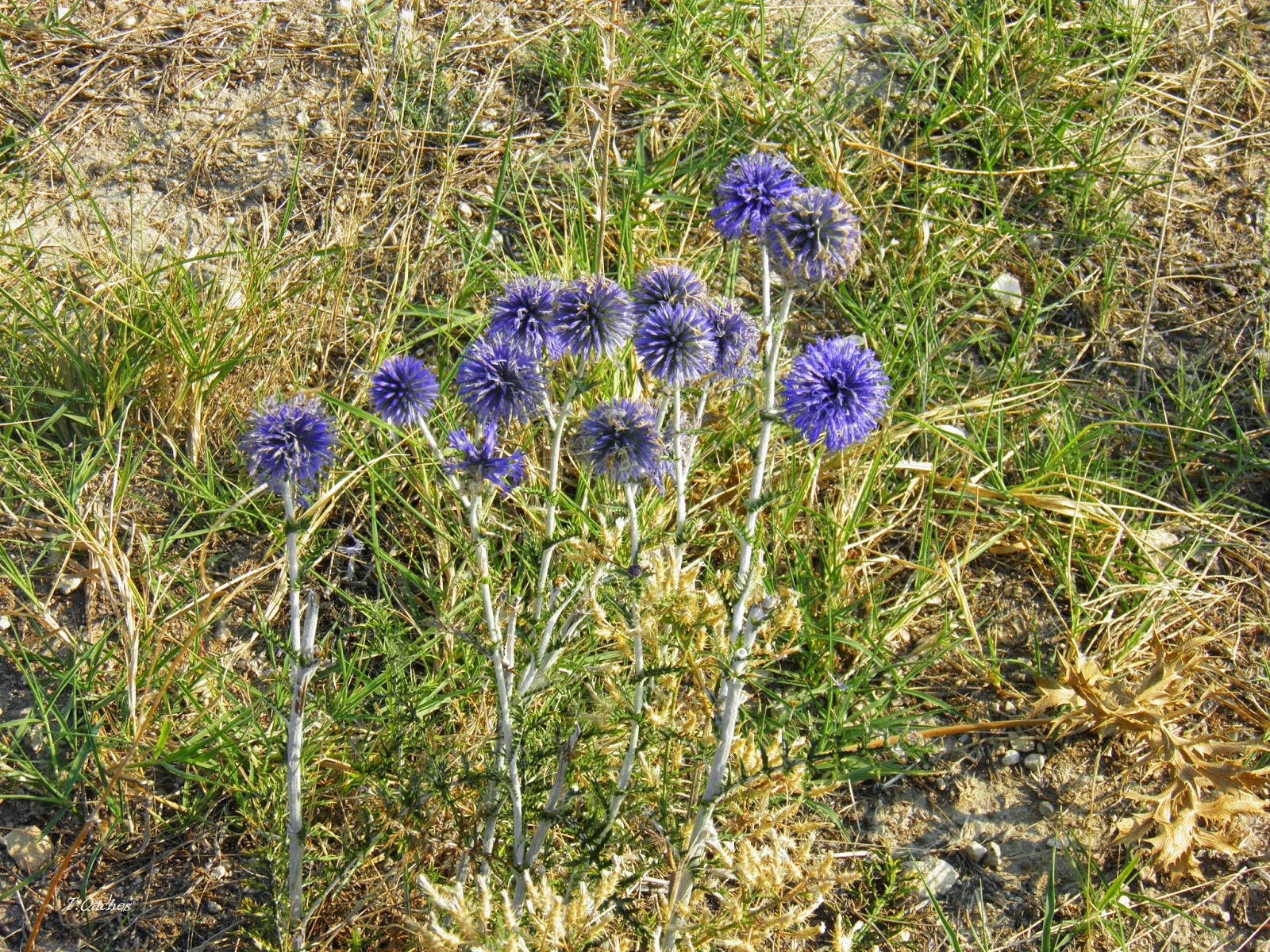 PASARI DIN ROMANIA: STARC PITIC, Ixobrychus minutus