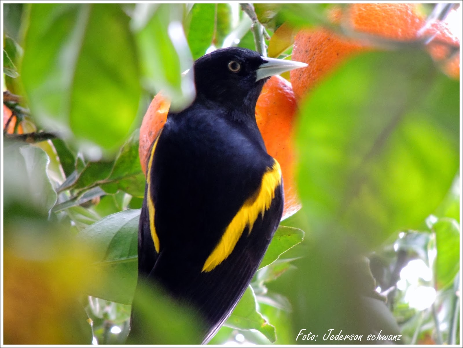 Pássaros & hobbies legais : Ninho de guache *** Cacicus haemorrhous ...